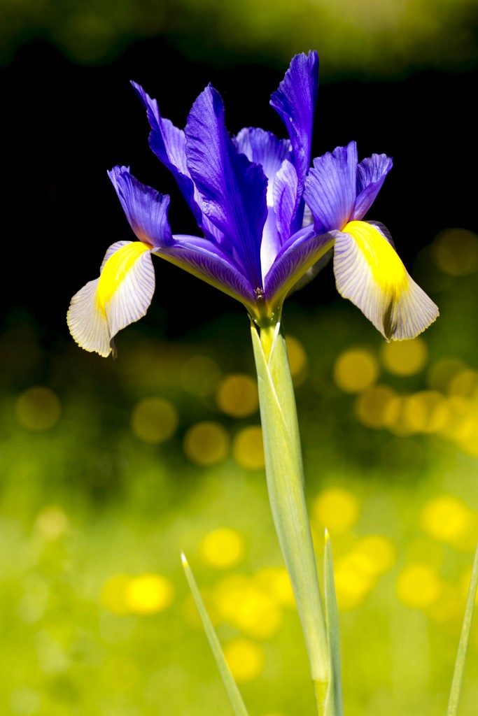 Purple flag iris_web